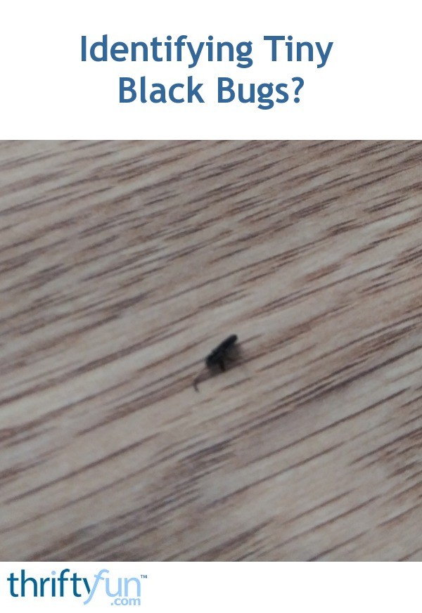Identifying Tiny Black Bugs? | ThriftyFun