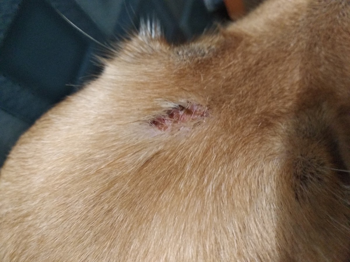 Bumps And Lumps On A Dog ThriftyFun Bumps And Lumps On A Dog ThriftyFun