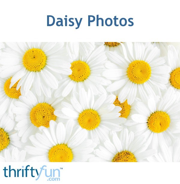 Daisy Photos | ThriftyFun