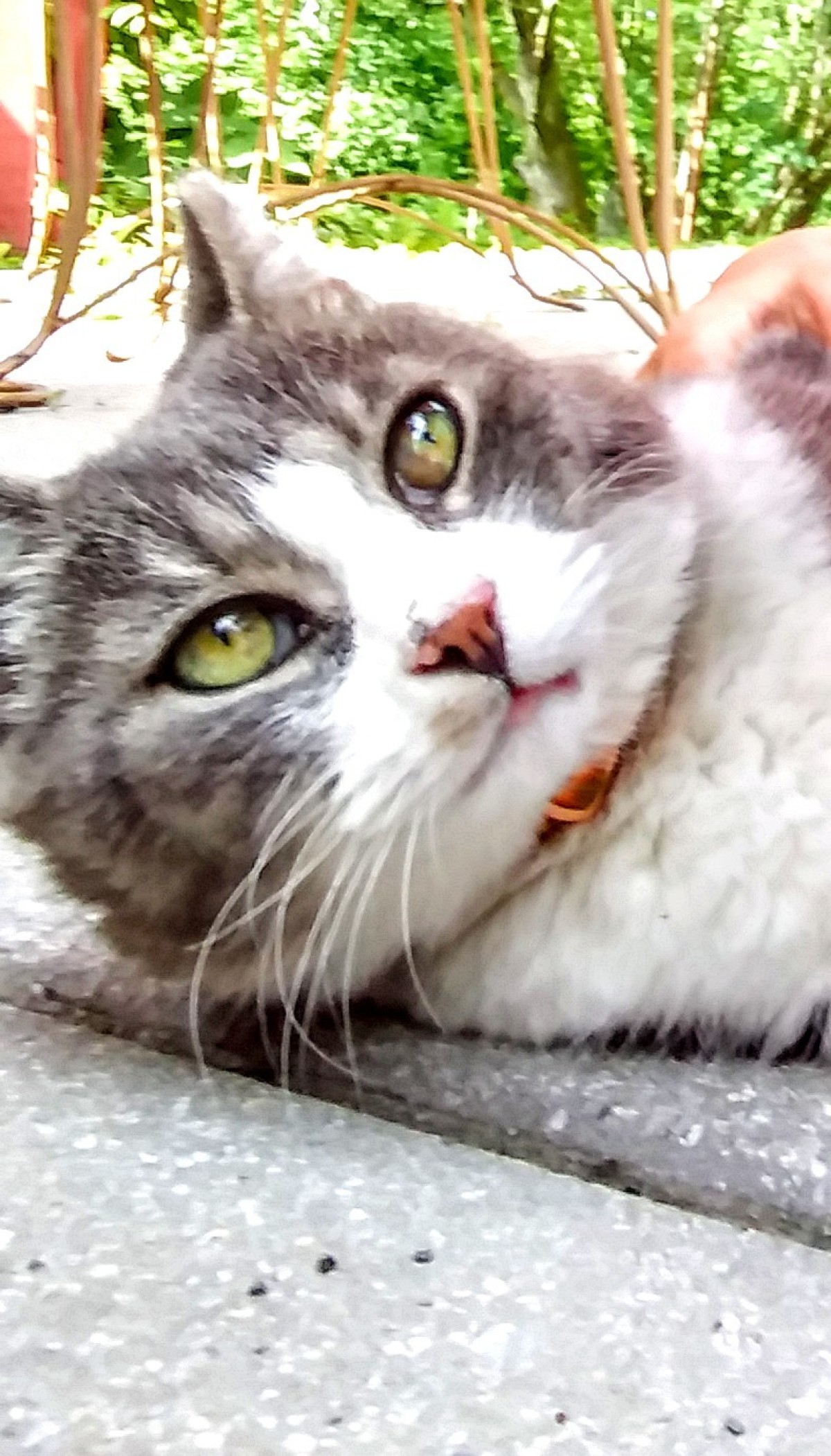 Moby (Mixed Breed Cat) | ThriftyFun