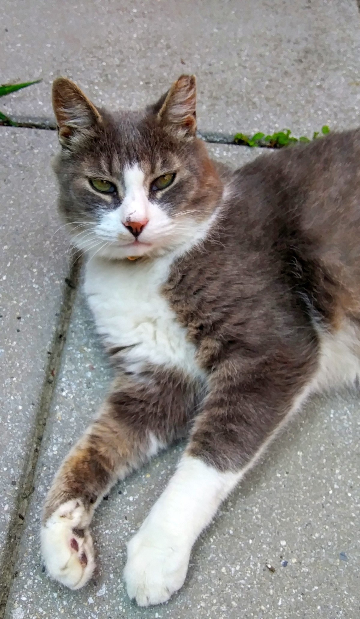 Moby (Mixed Breed Cat) | ThriftyFun