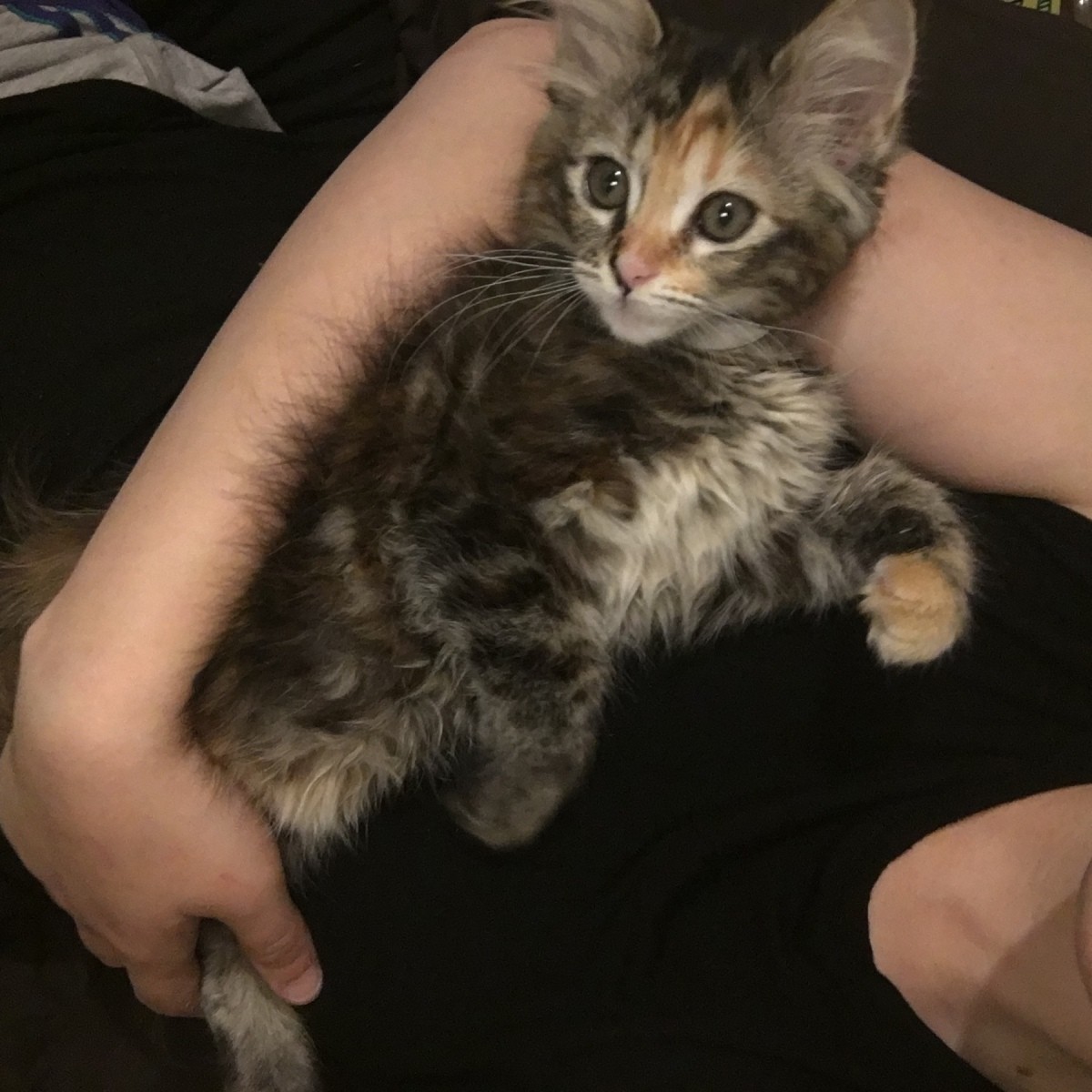 Kush (Kitten) | ThriftyFun