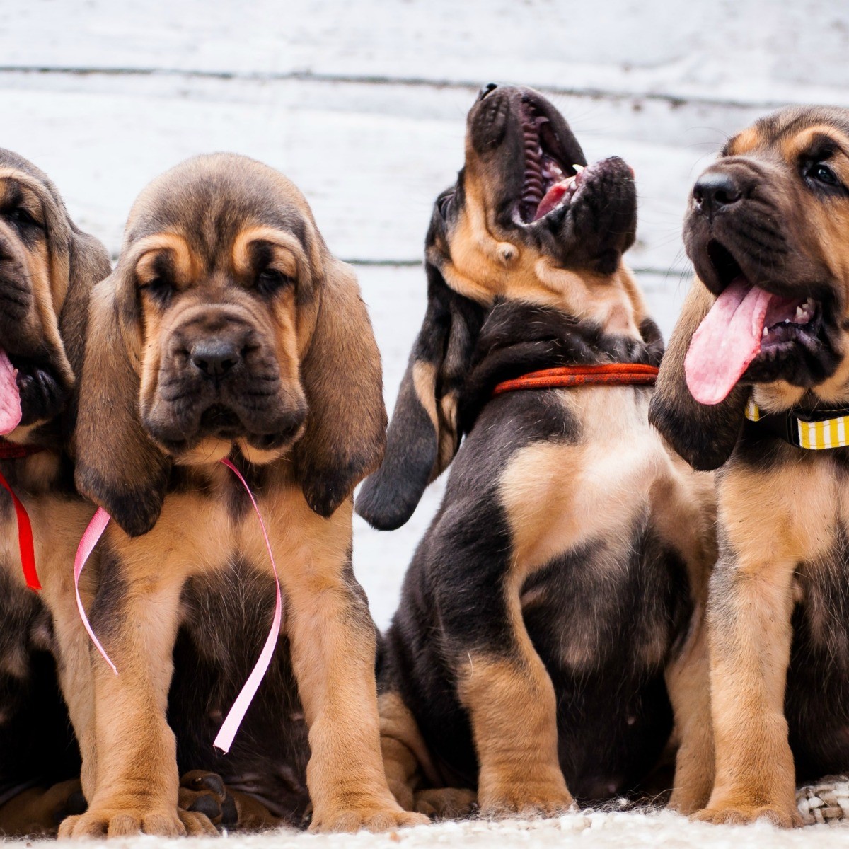 Bloodhound Photos and Information | ThriftyFun