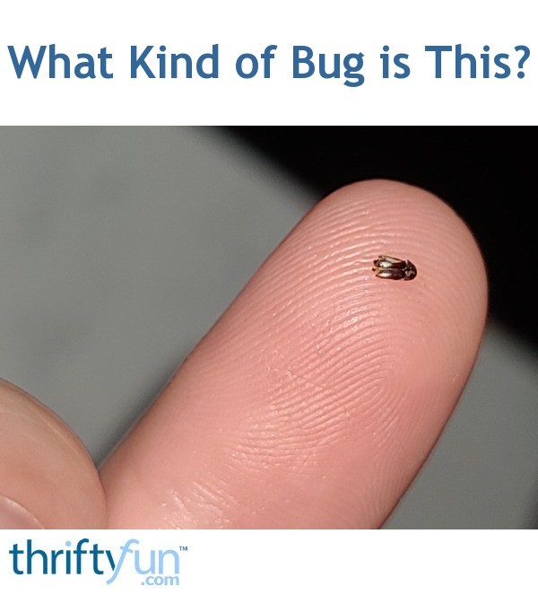 What Kind of Bug is This? | ThriftyFun