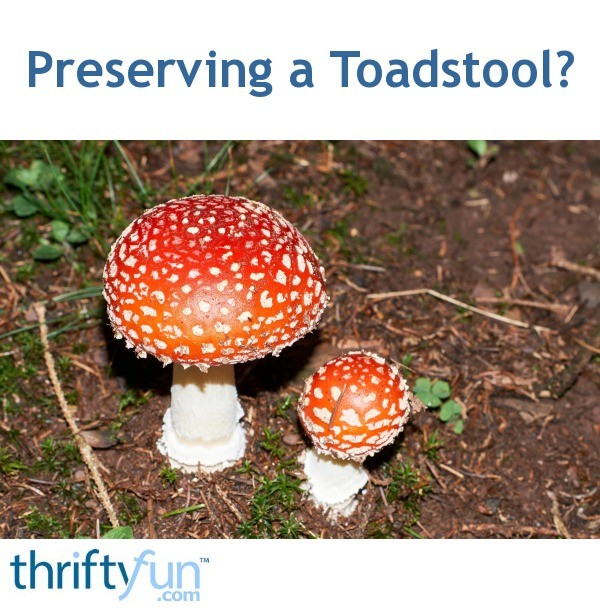 Preserving a Toadstool? | ThriftyFun