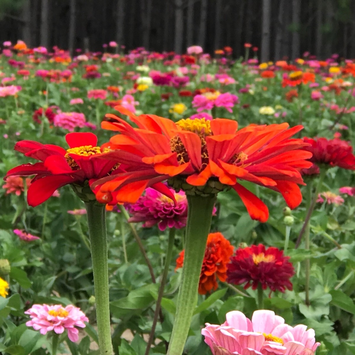 Field of Zinnias | ThriftyFun