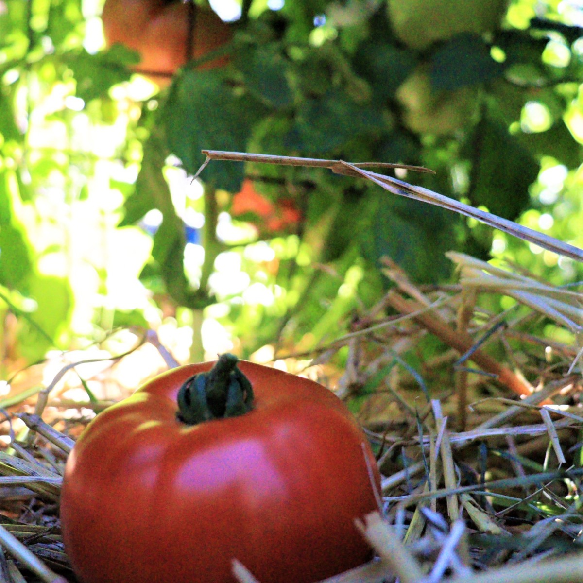 My First Tomato | ThriftyFun