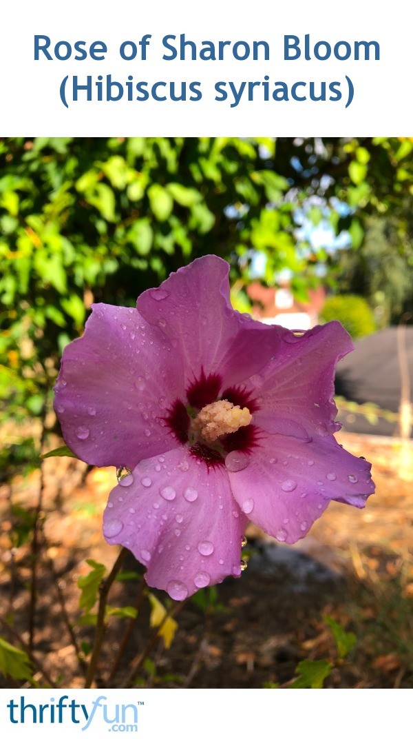Rose of Sharon Bloom (Hibiscus syriacus) | ThriftyFun