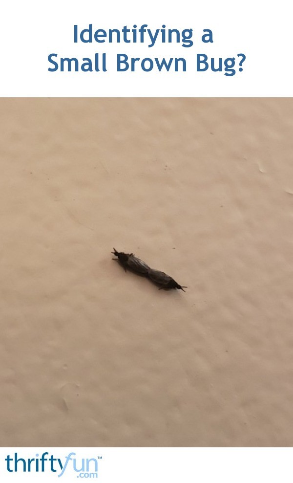 Identifying a Small Brown Bug? | ThriftyFun