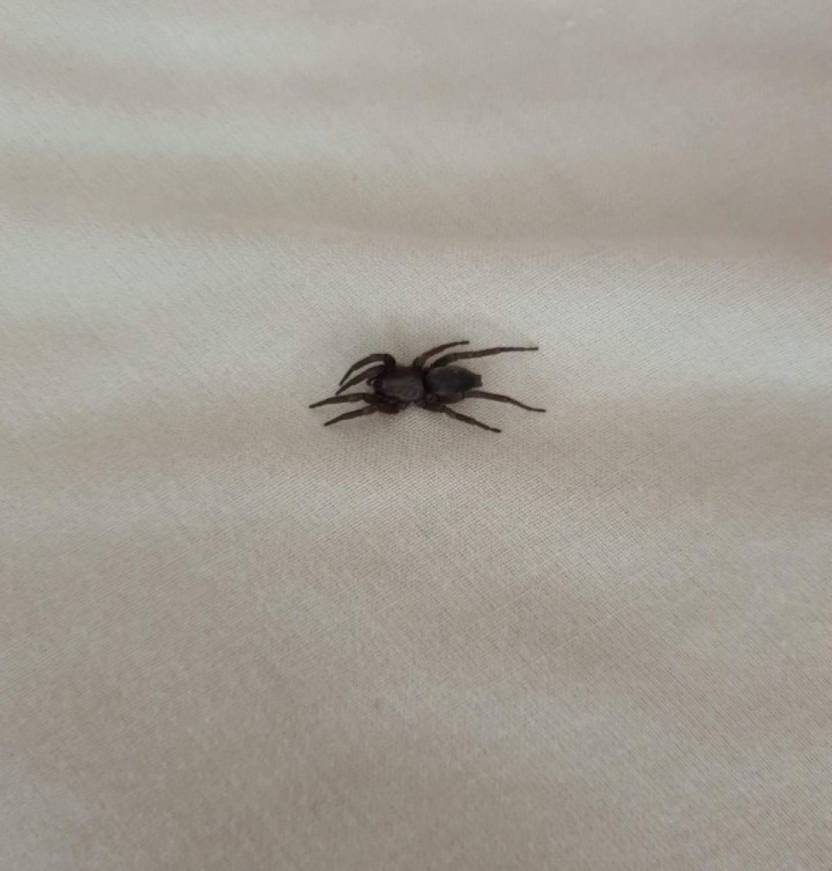 Identifying Spiders? | ThriftyFun