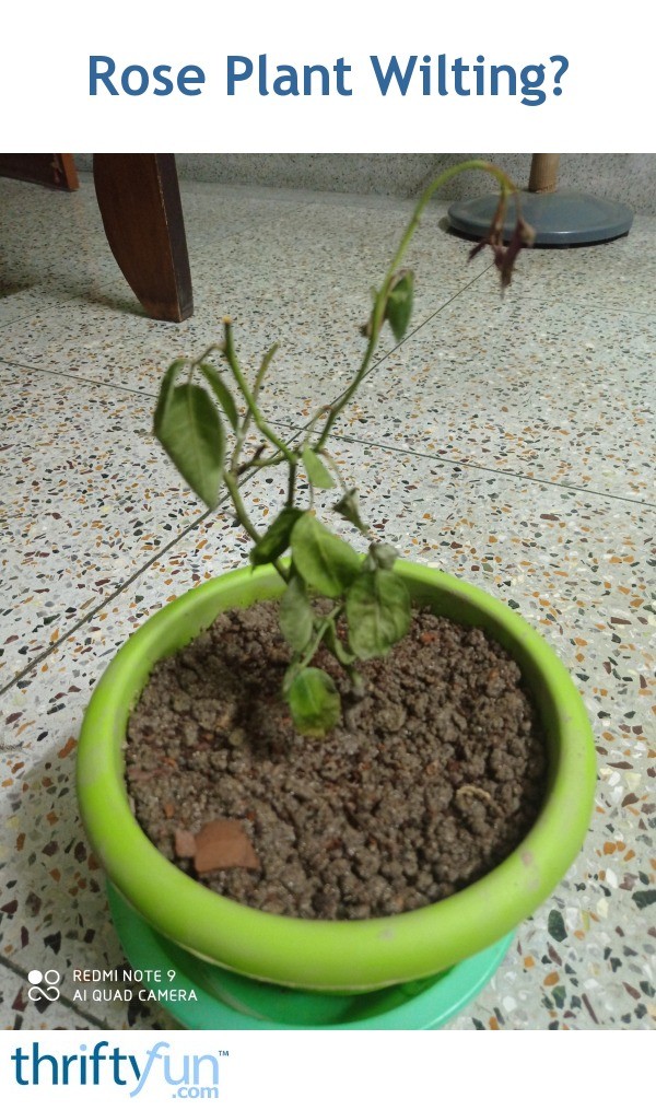 Rose Plant Wilting? | ThriftyFun