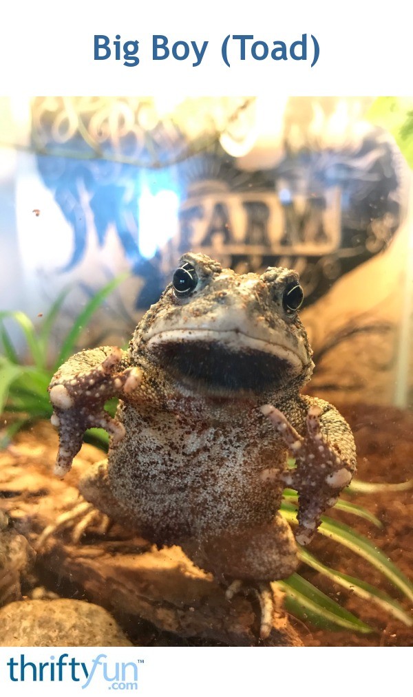 Big Boy (Toad) | ThriftyFun