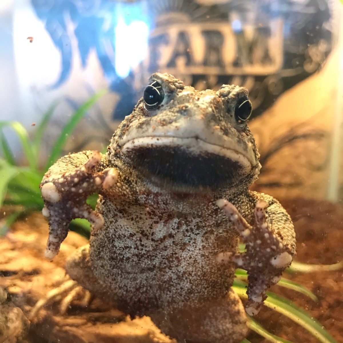 Big Boy (Toad) | ThriftyFun