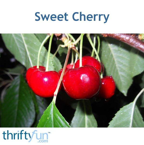 Sweet Cherry | ThriftyFun