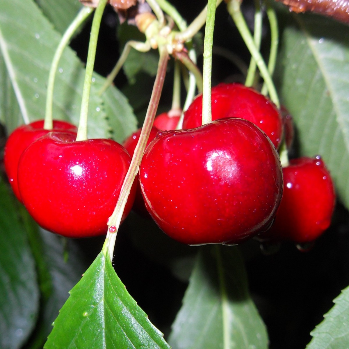 Sweet Cherry | ThriftyFun