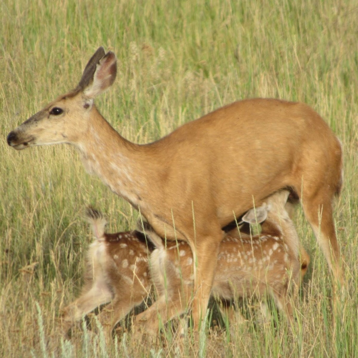 A Mother's Love (Deer) | ThriftyFun