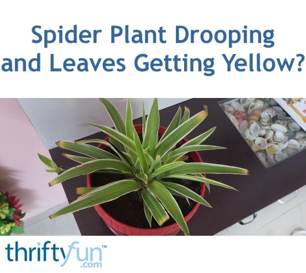 Spider Plant Drooping and Leaves Getting Yellow? | ThriftyFun