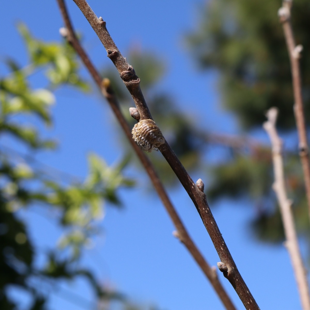 Praying Mantis Sacs | ThriftyFun