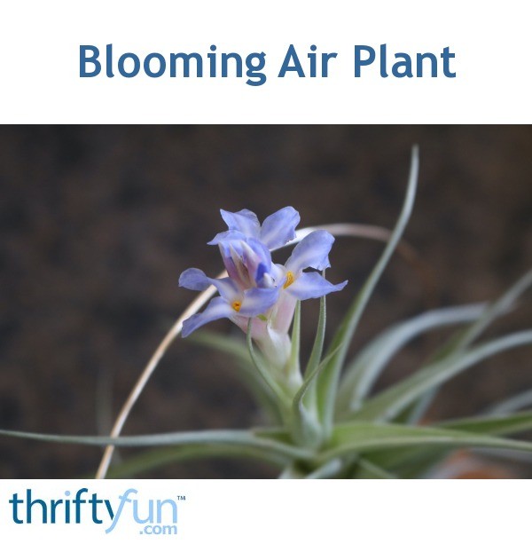 Blooming Air Plant | ThriftyFun