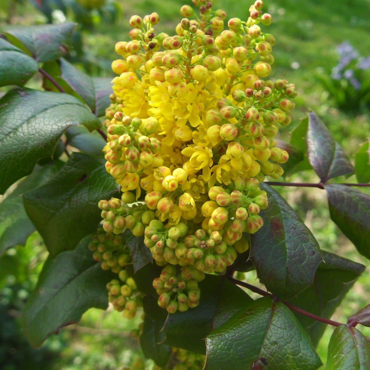 Mahonia | ThriftyFun