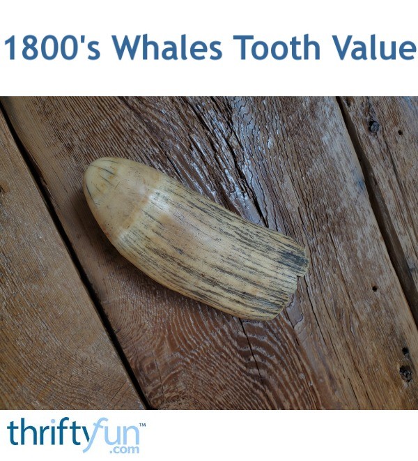 1800's Whales Tooth Value | ThriftyFun