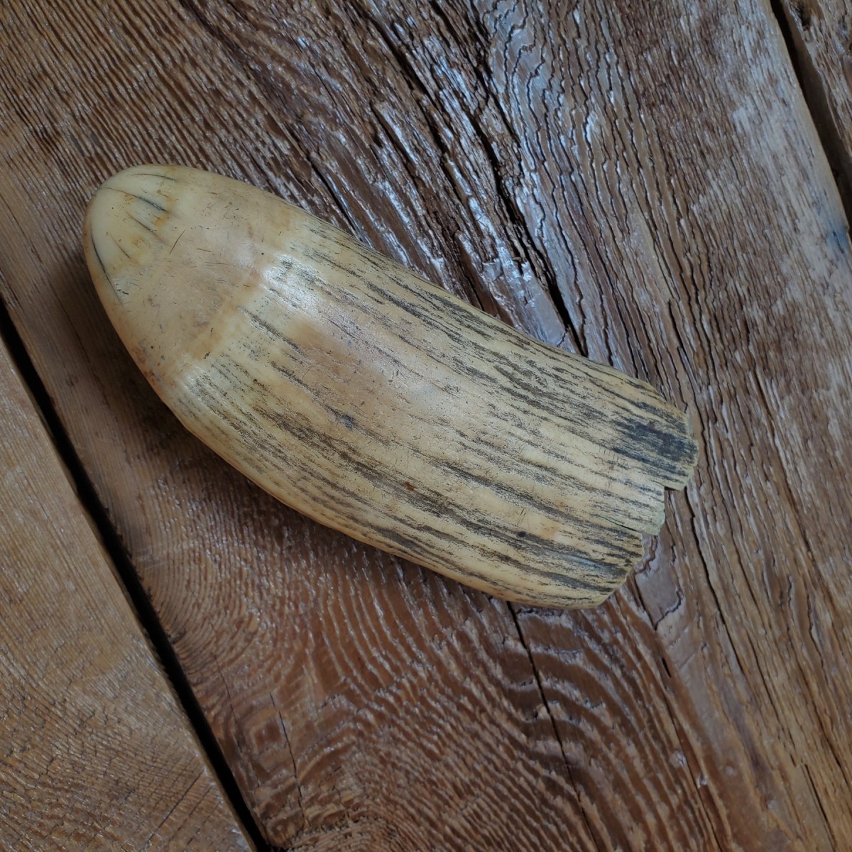 1800s Whales Tooth Value | ThriftyFun