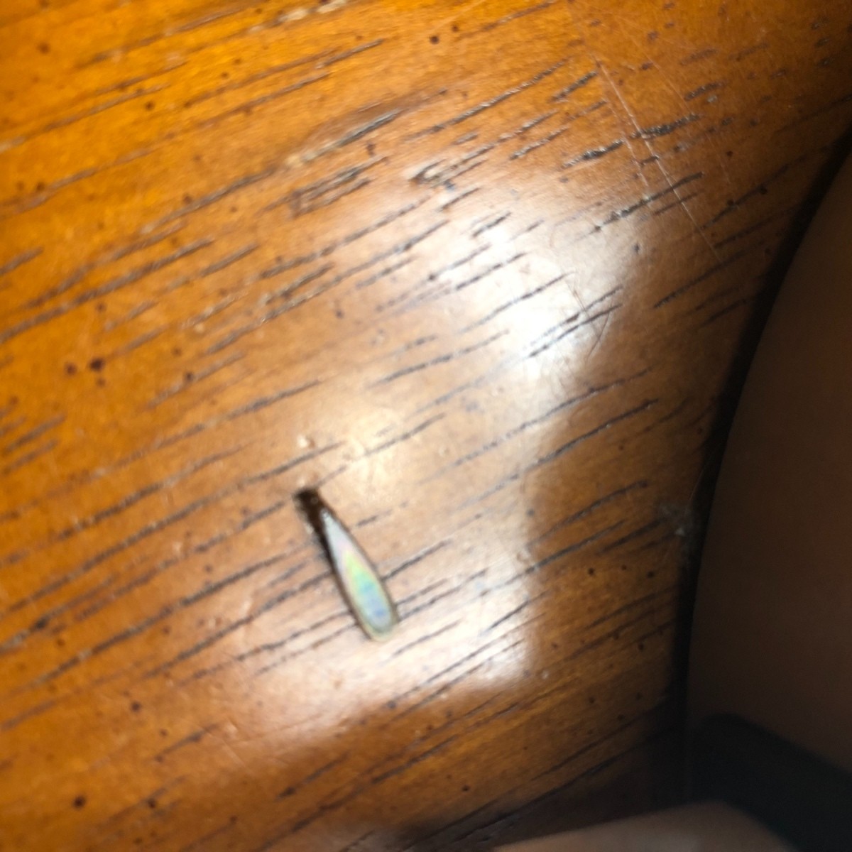 Identifying A Bug Thriftyfun