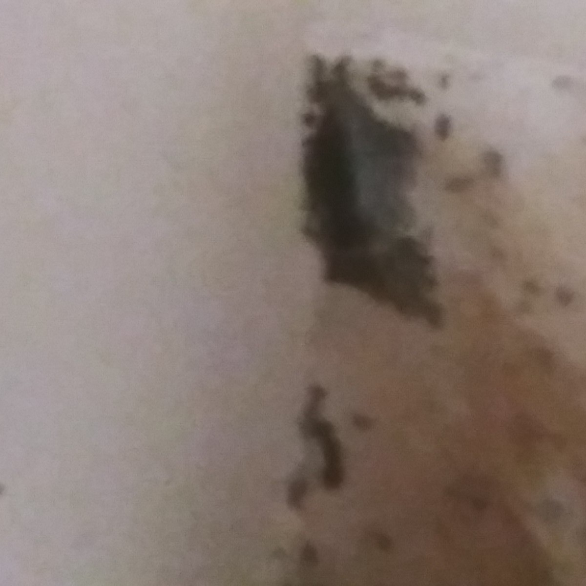 Identifying Bugs On a Dog? | ThriftyFun