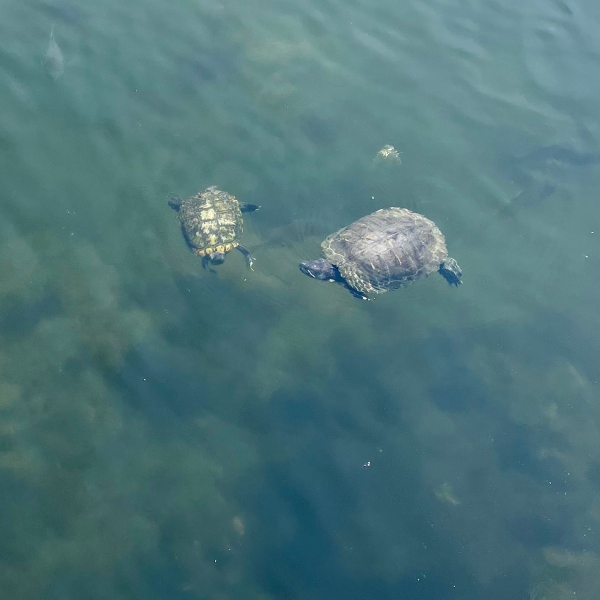 Playing Turtles | ThriftyFun