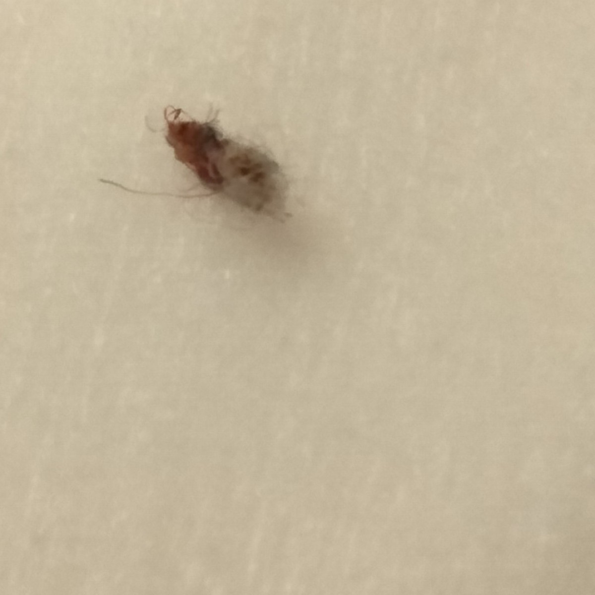 Identifying Fuzzballs That Move? | ThriftyFun