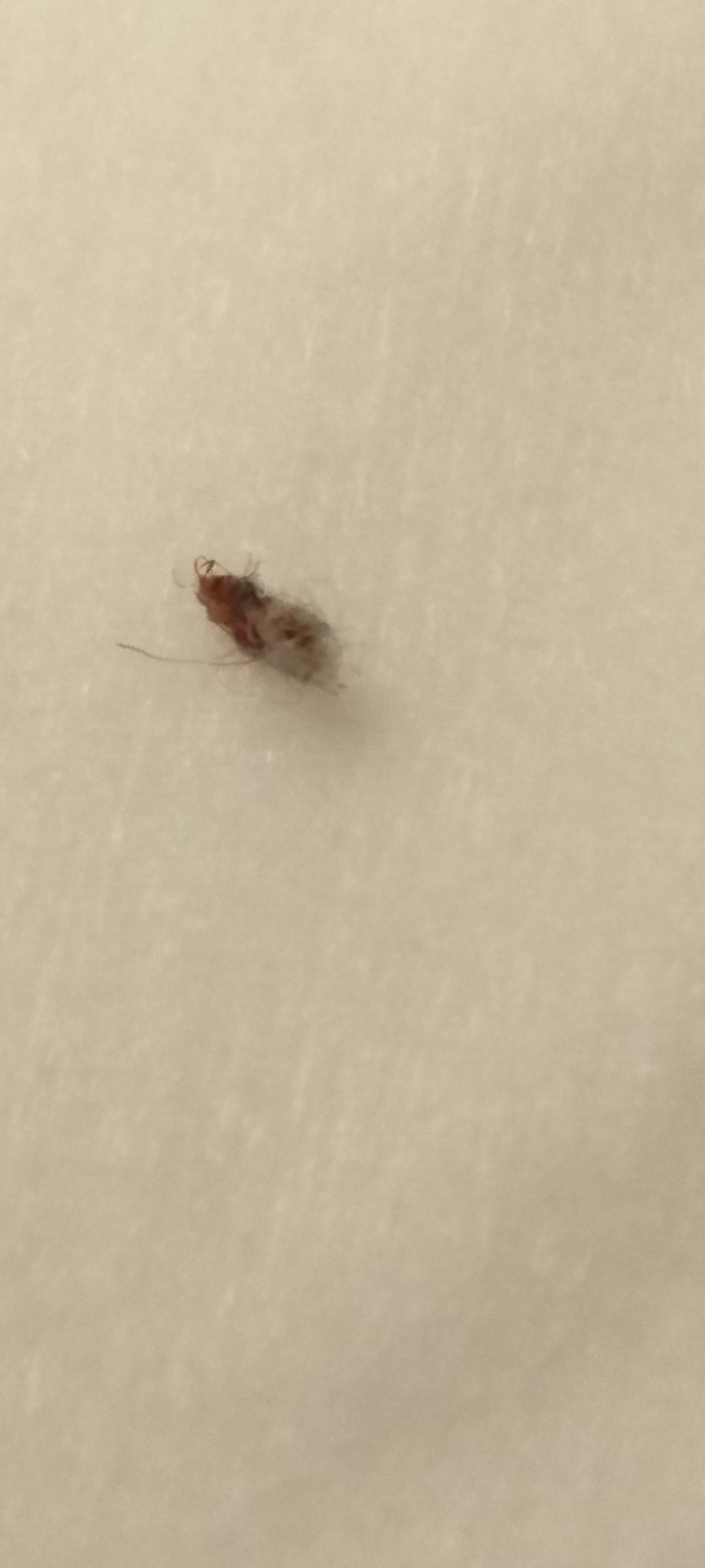 Identifying Fuzzballs That Move? | ThriftyFun