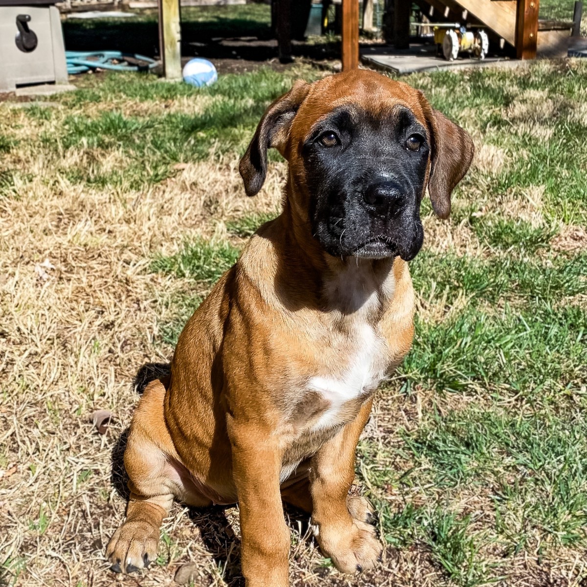 Delylah Rose (Cane Corso) | ThriftyFun