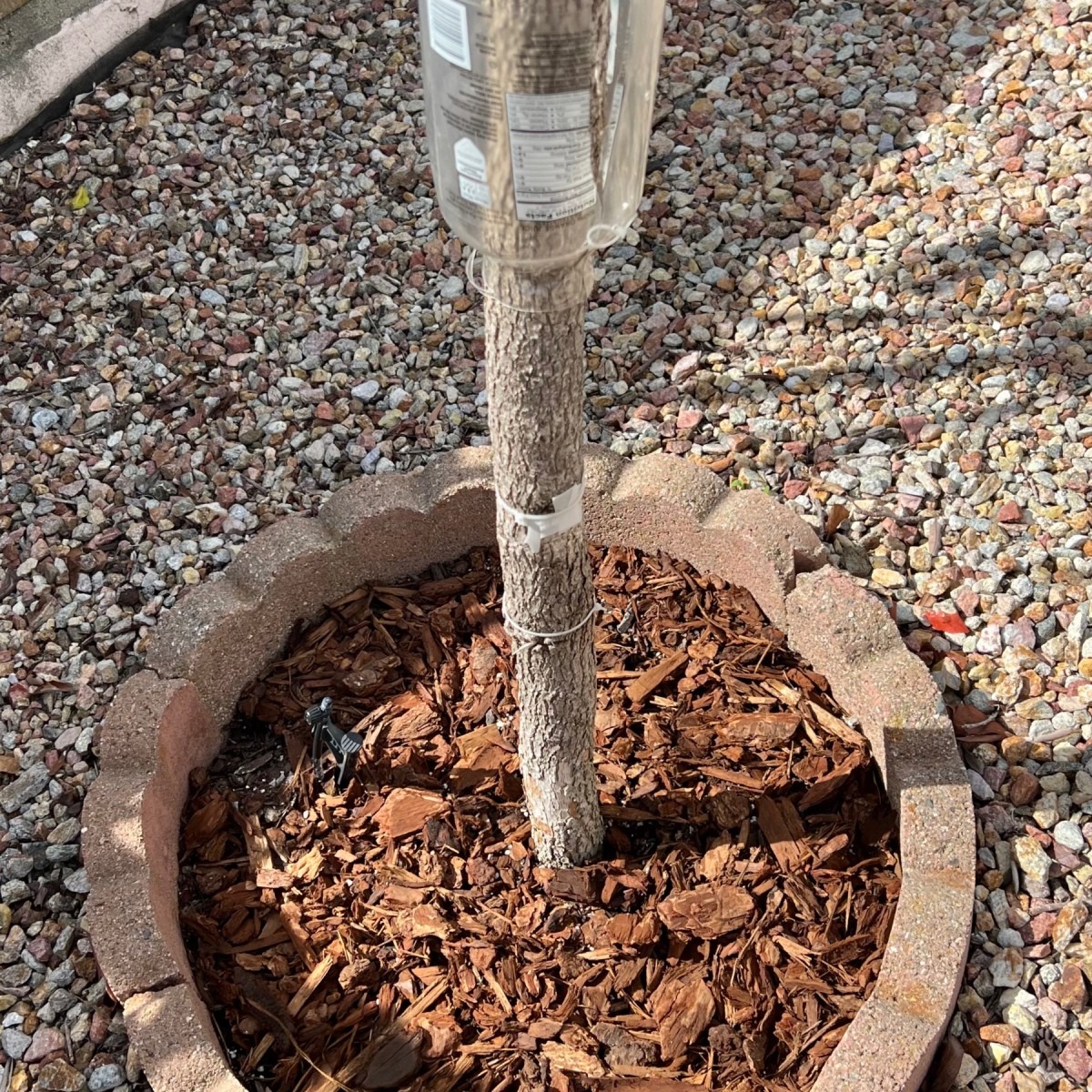 Prevent Squirrels and Rats from Climbing Up Fruit Trees | ThriftyFun