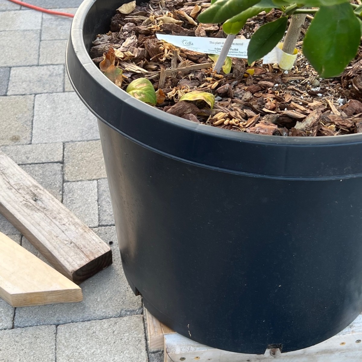 Wooden Plant Riser | ThriftyFun