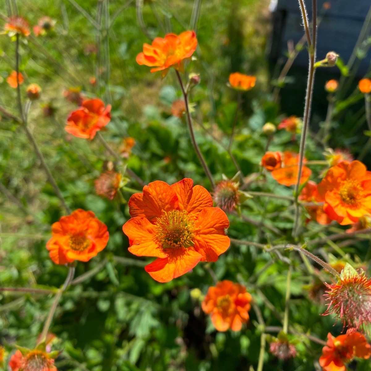 Orange Geum | ThriftyFun