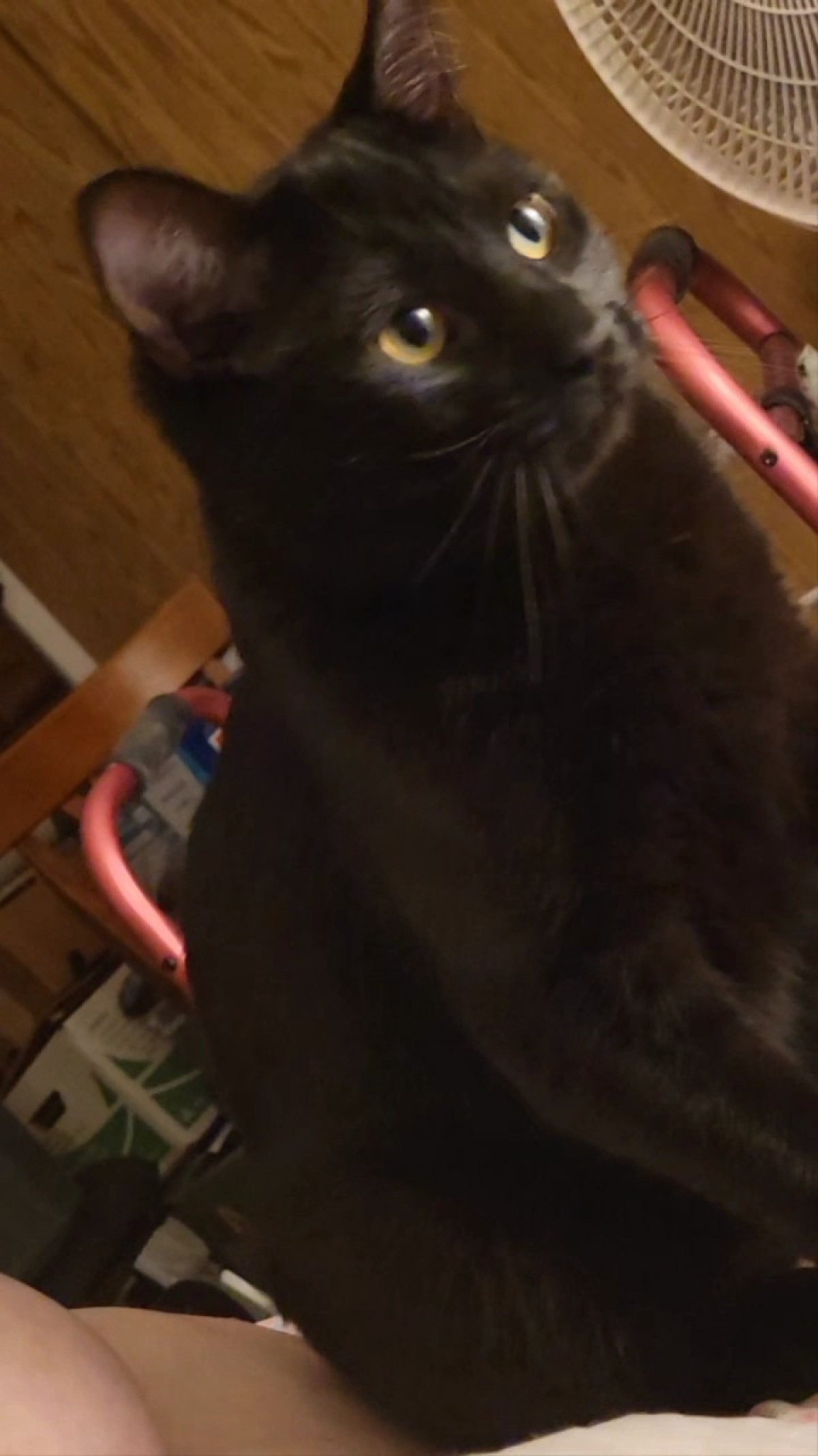 WALL-E (Cat) | ThriftyFun