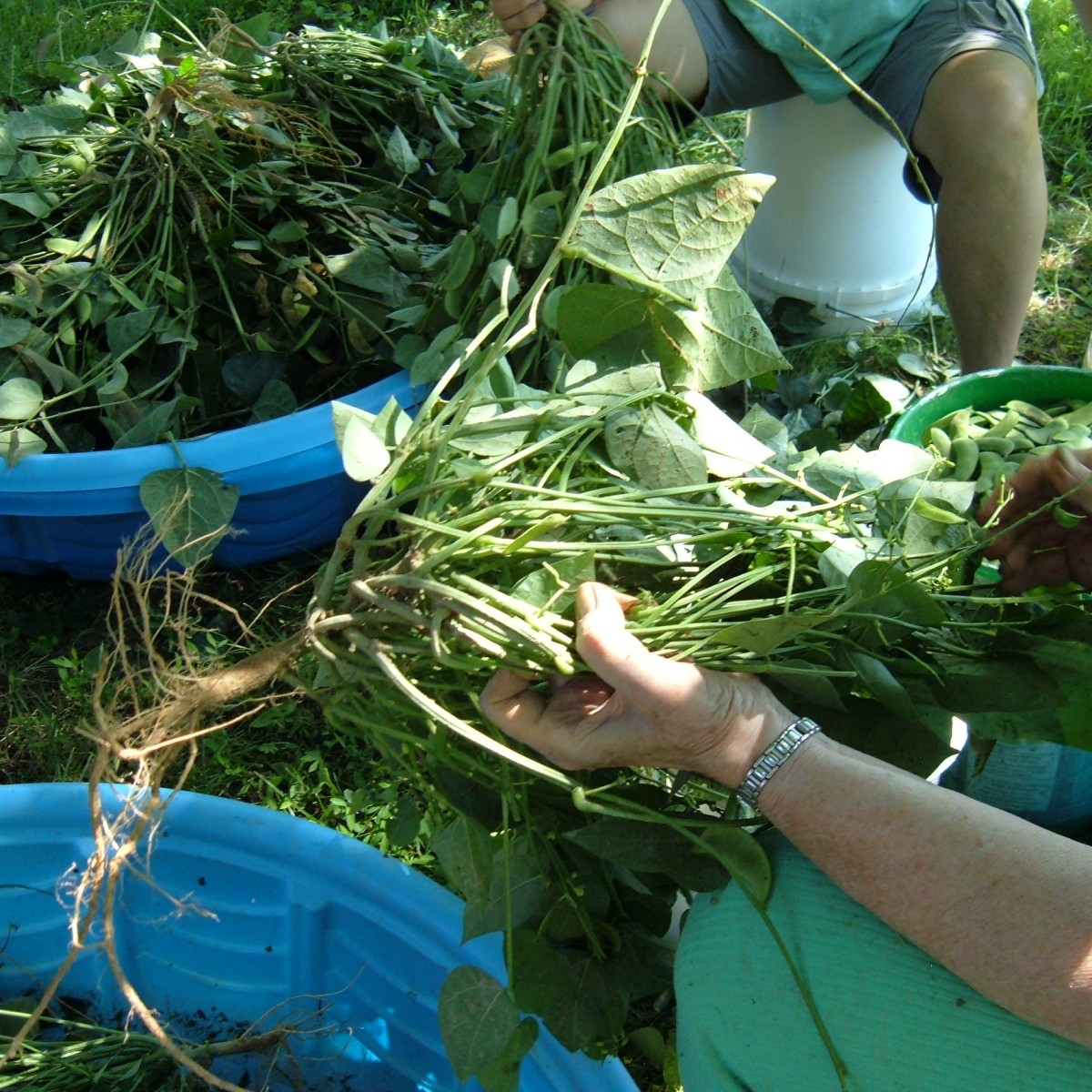 Picking Butterbeans | ThriftyFun