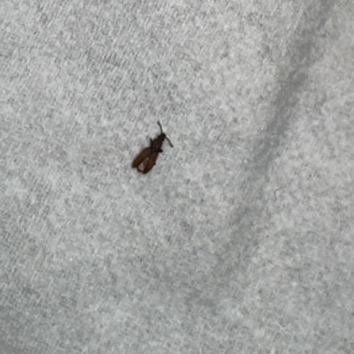 Identifying A Bug Thriftyfun